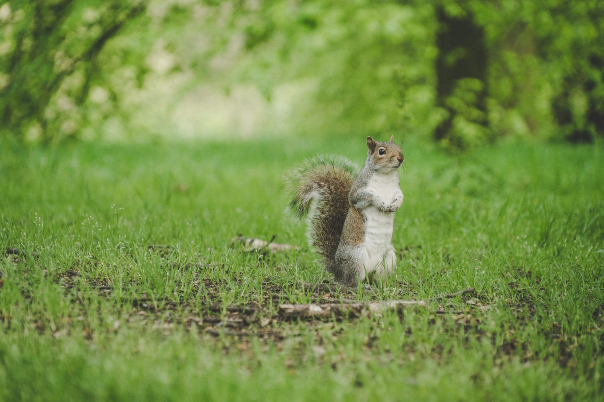 How Microsoft 365 can help with squirrel keeping! - Gezeitenbrand